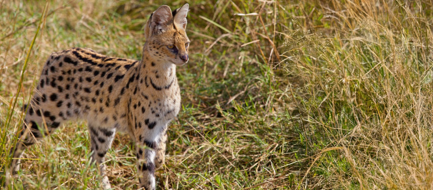 The 10 Best Places to Take a Big Cat Safari - The Classic Safari Company