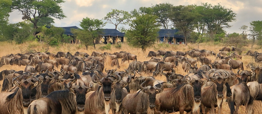 Songa Migrational Camp - Serengeti National Park - The Classic Safari ...