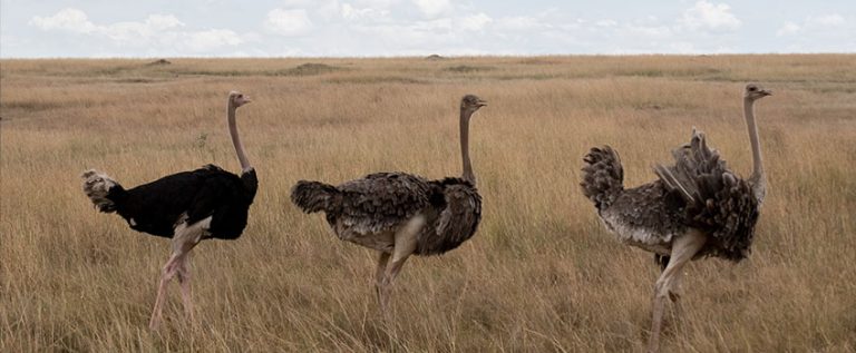 Family Road Trip - Route 62, South Africa - Classic Safari
